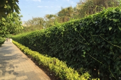 SAKET INFRASTRUCTURE MODEL ROADS – Shivneri Garden