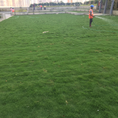 SD CORPORATION ALPINE TOWERS – Shivneri Garden