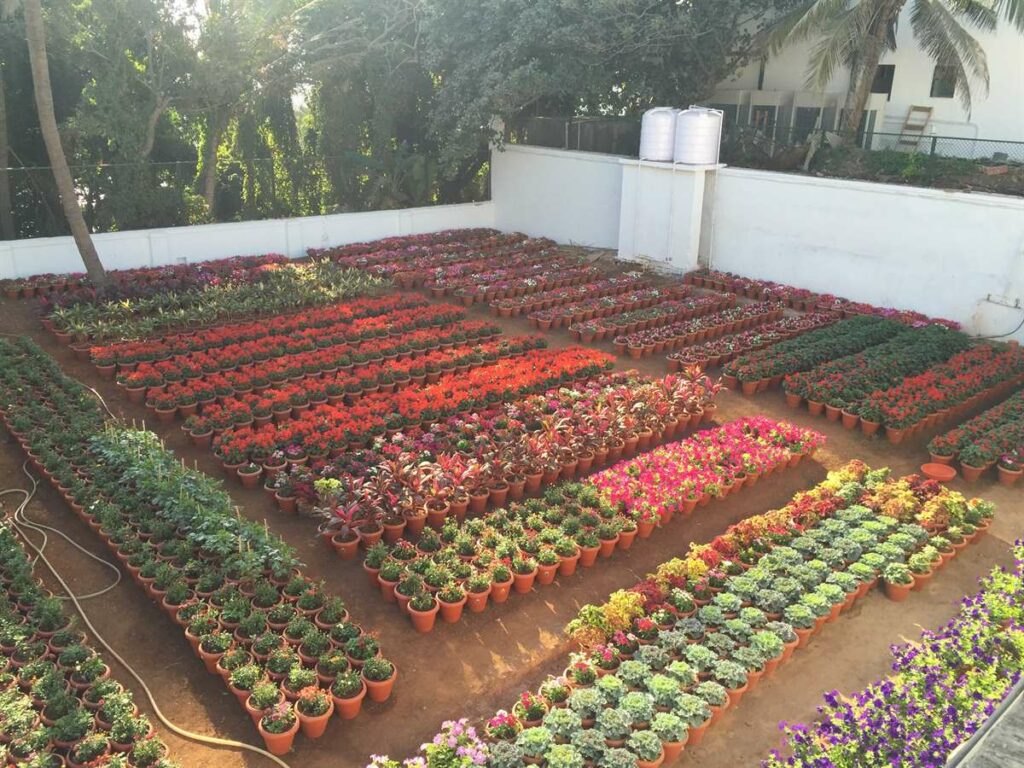 Softscape Work – Shivneri Garden